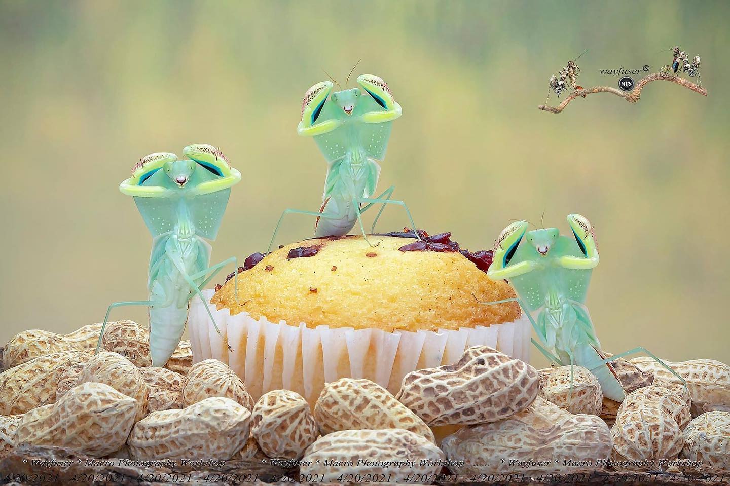 Bộ ảnh: Những chú bọ ngựa thể hiện ‘vũ điệu muôn màu’ | Đời Sống ...