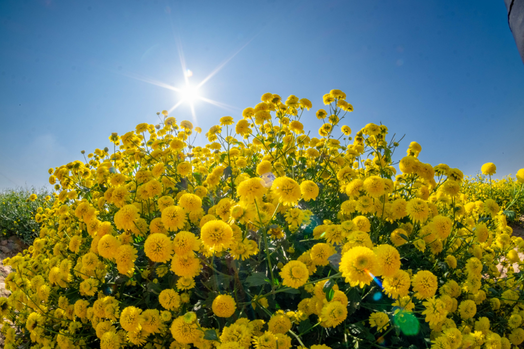 Hoa cúc chi - Trà vàng tiến vua | Văn Hóa và Nghệ Thuật | Epoch Times ...